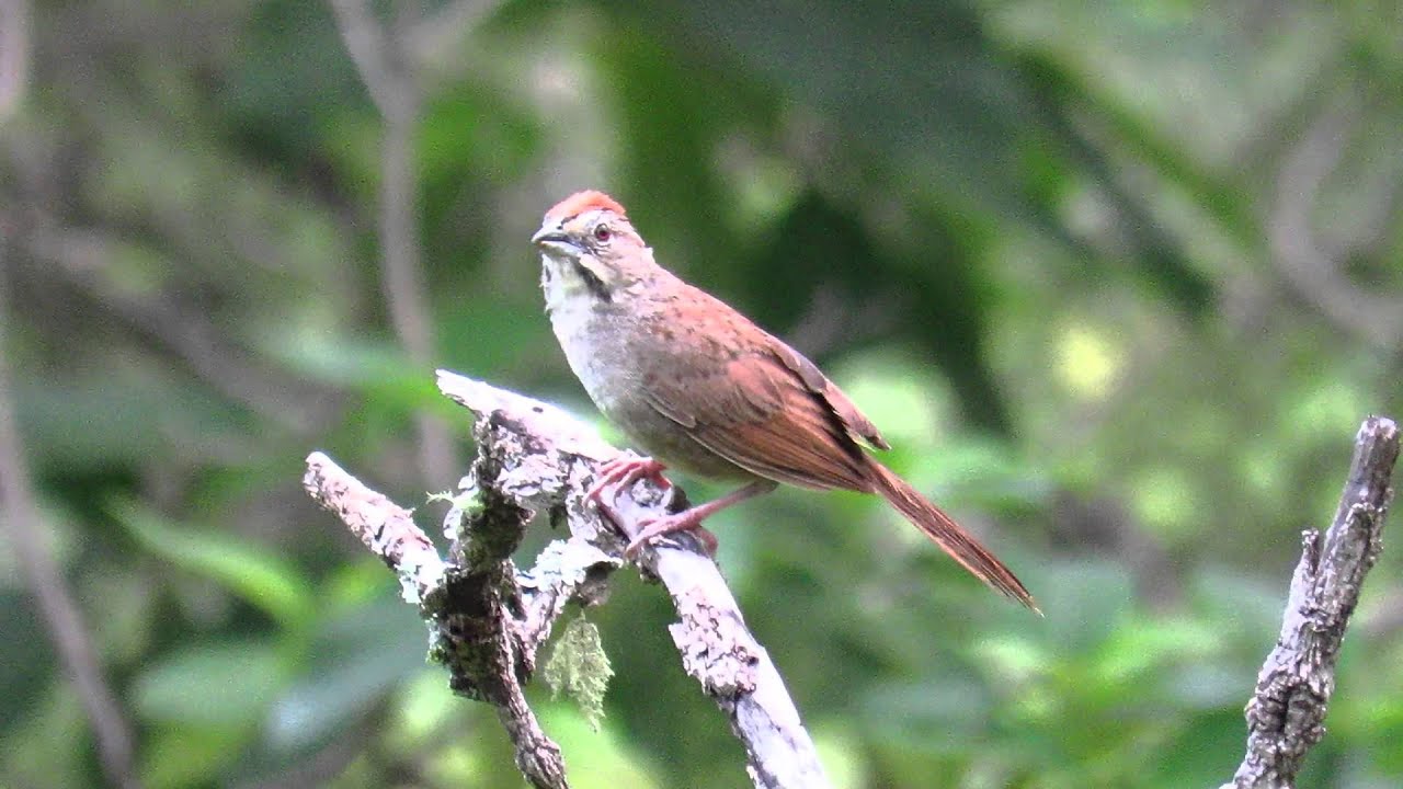 Aimophila rufescens (Rusty sparrow) - YouTube