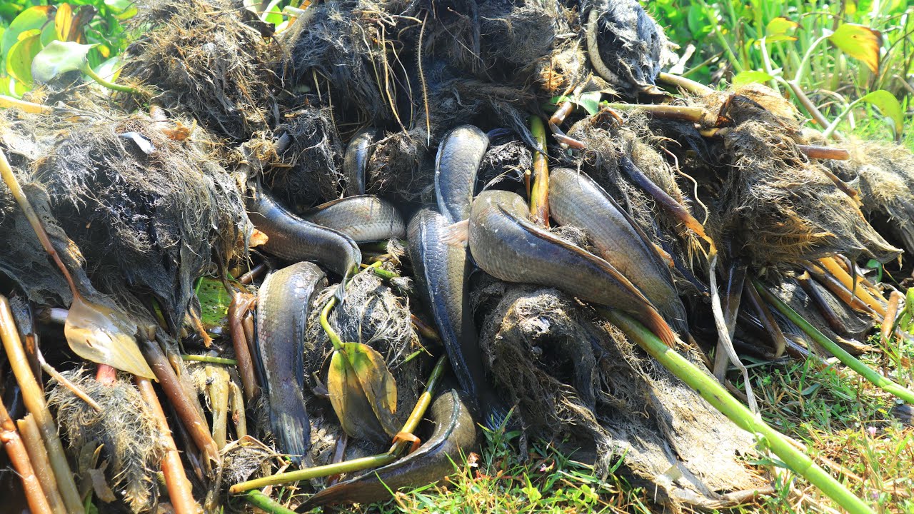 Best Top 20 Fishing In Water Hyacinth video Catching Fish In Dry Season ...