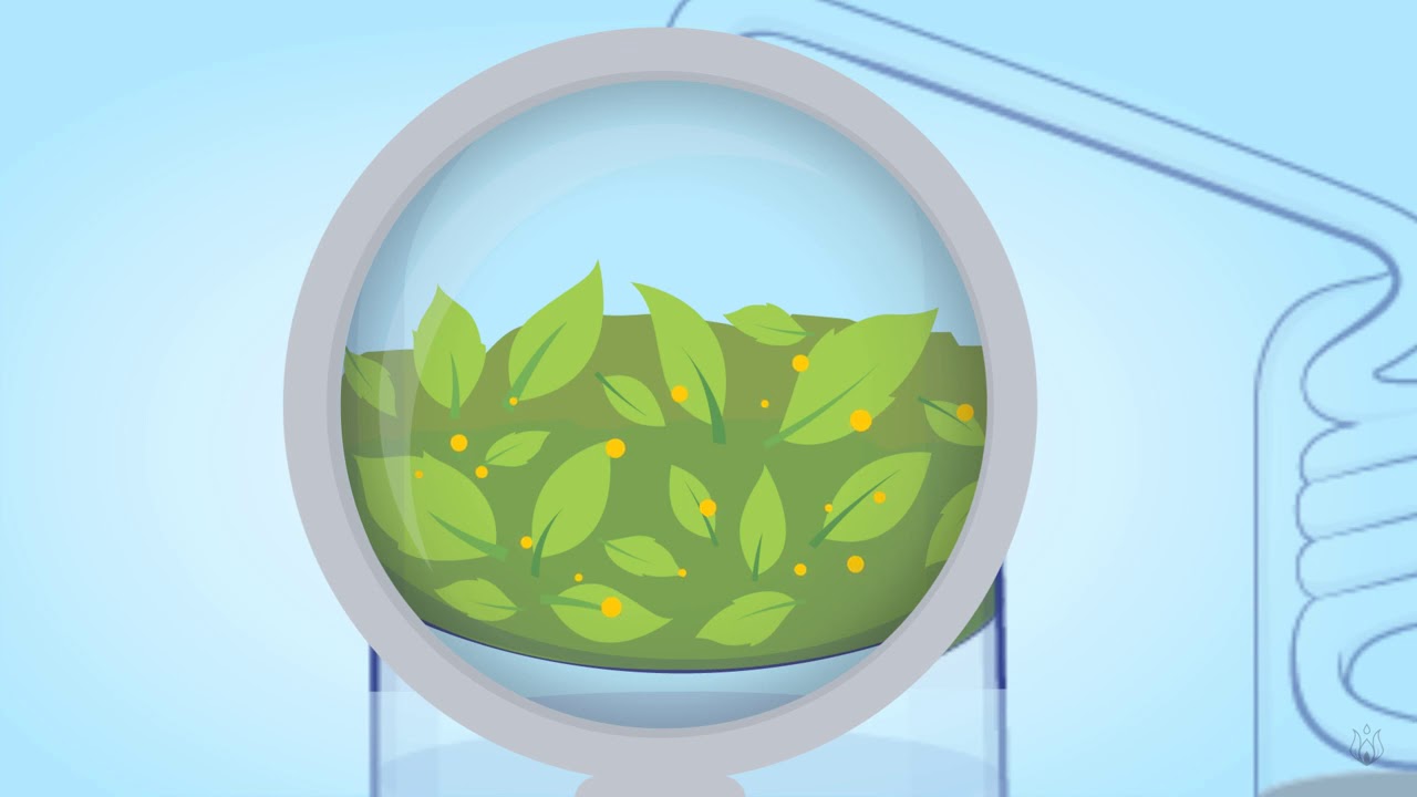 How Steam Distillation Works - YouTube