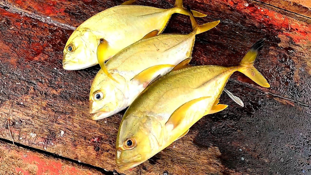 YELLOWFIN TREVALLY | FISH CUTTING EXPERT MR.RASANGA FROM SRI LANKA ...