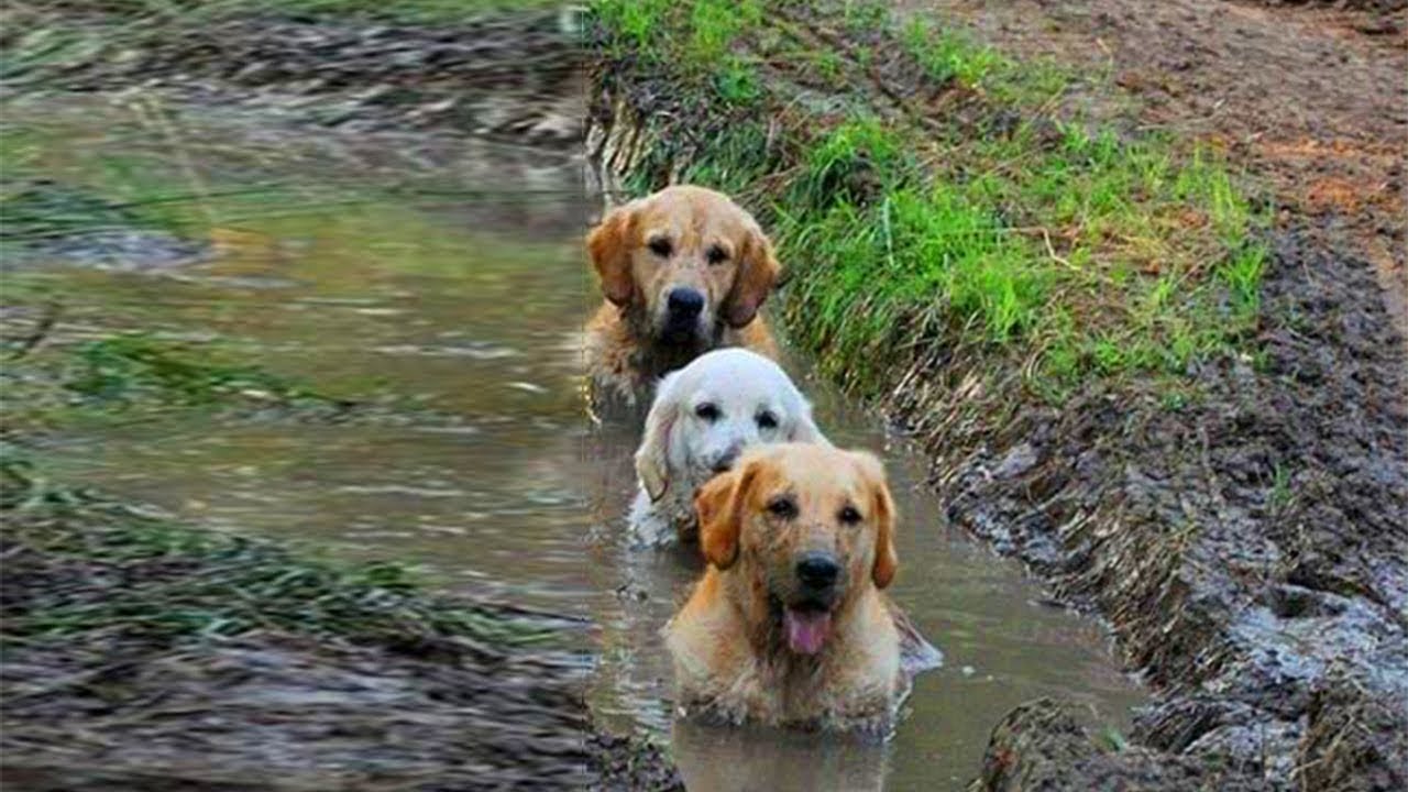 Doggos can be really daft creatures sometimes 🤣 LAUGH at FUNNY DOGS ...