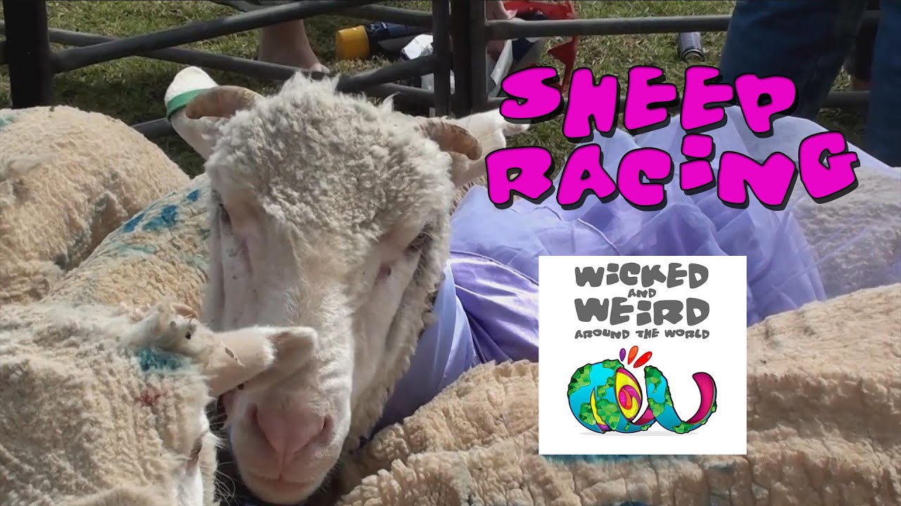 Booligal Sheep Races: Wicked & Weird Around the World - YouTube