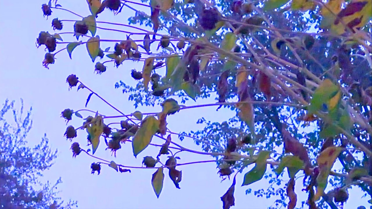 Sunflower Soaking Night Soft Lightning Colors Rain Thunder - YouTube