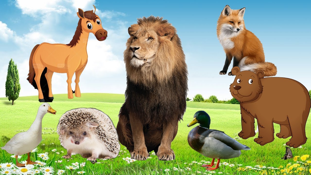 30 animals around us: Chicken, horse, elephant, tiger, cat, dolphin ...