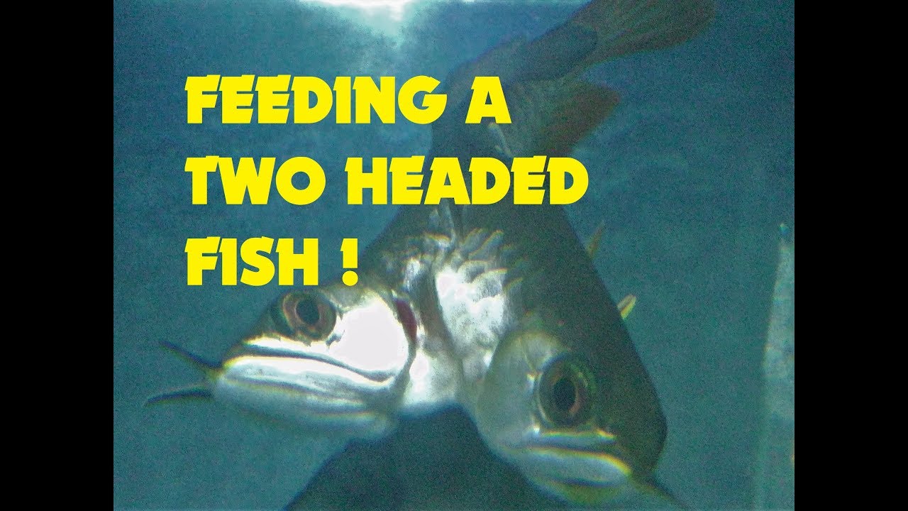 FEEDING A TWO HEADED FISH! - YouTube