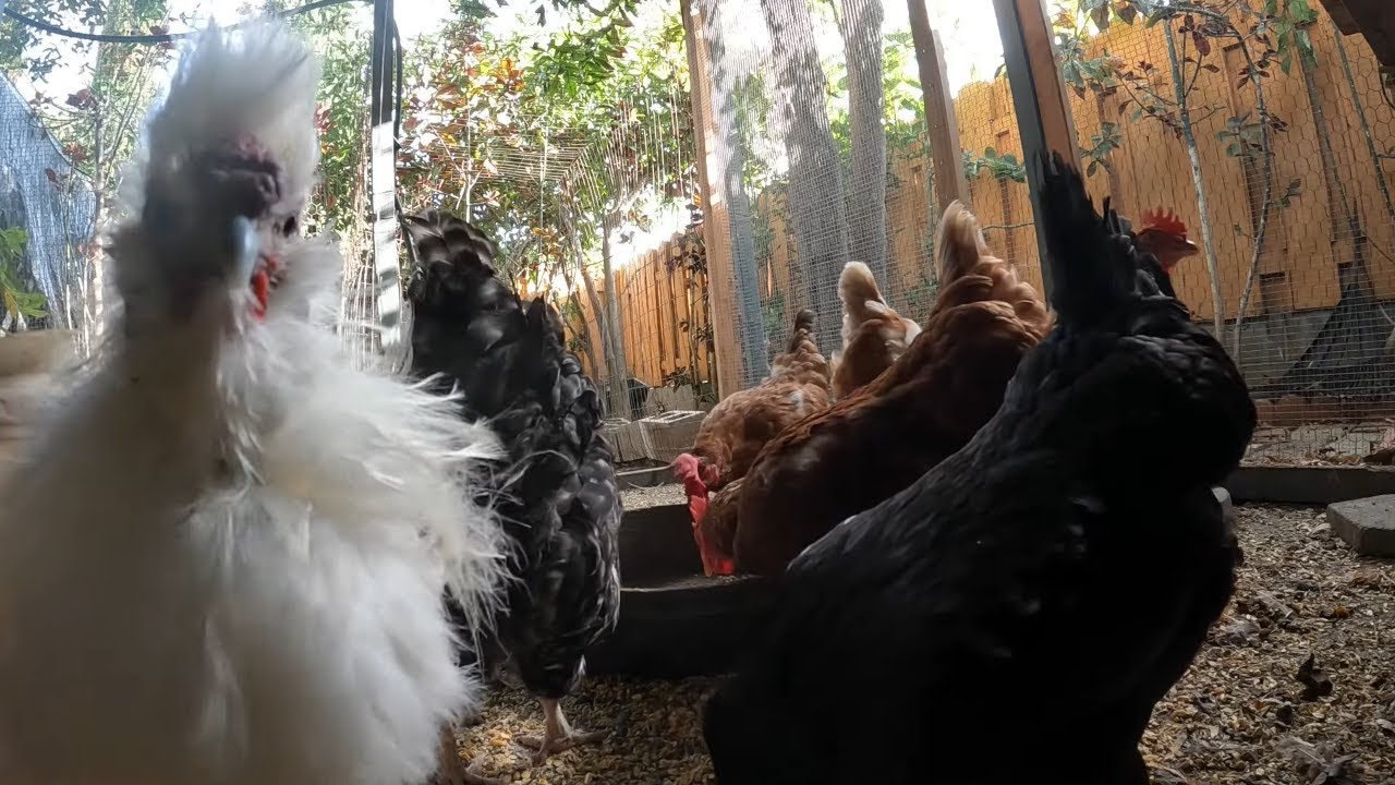 Backyard Chickens Fun Relaxing Coop Video Sounds Noises Hens Clucking ...