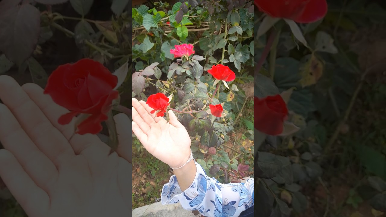 Roja roja 🌹🌹🥀| రోజా చెట్టు అంటే ఎంత మందికి ఇష్టం? 🤔#short#tree#rojatree ...