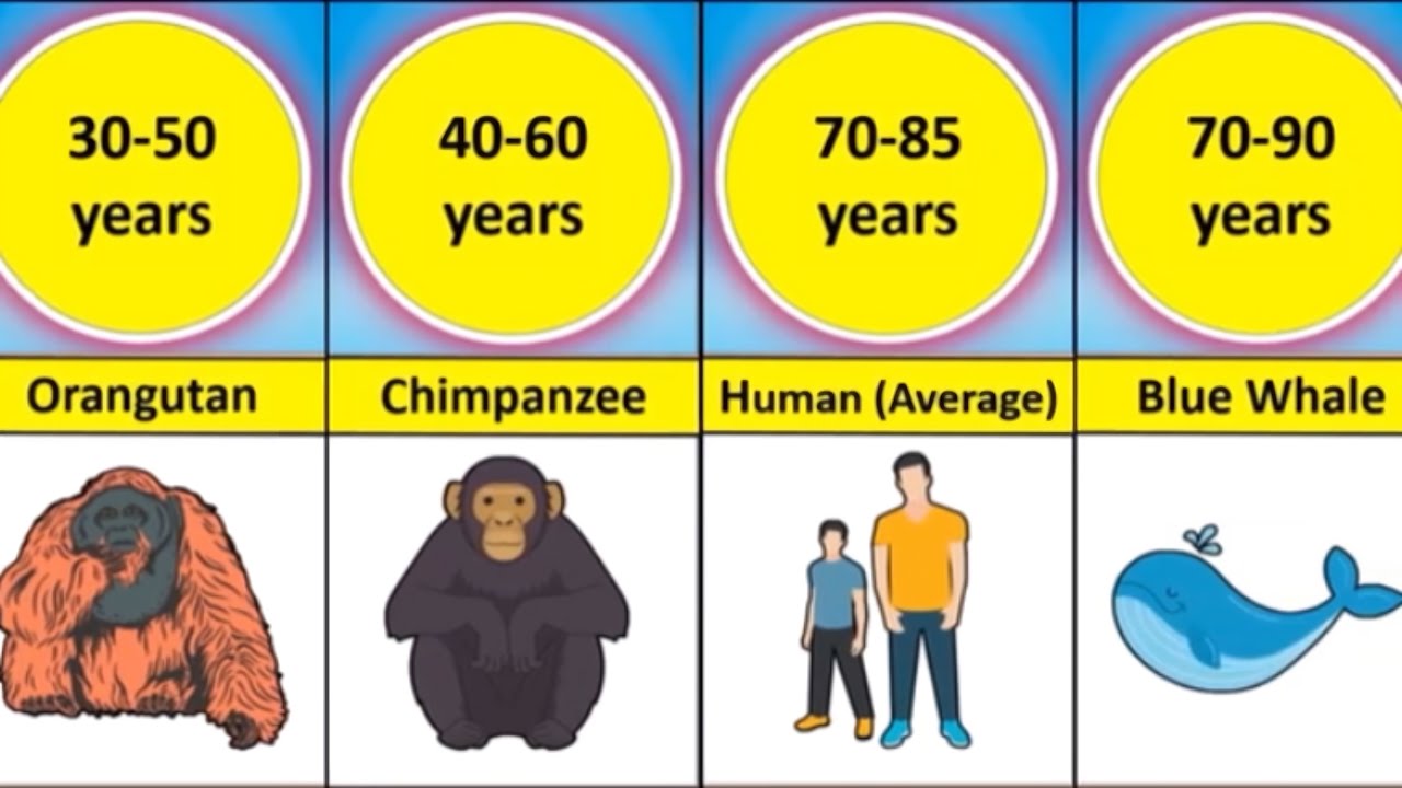 Animals life expectancy | comparison video - YouTube