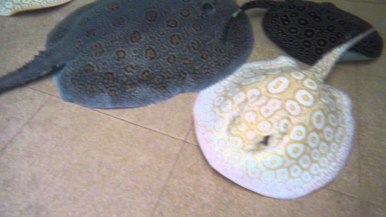 Albino pearl stingray - YouTube