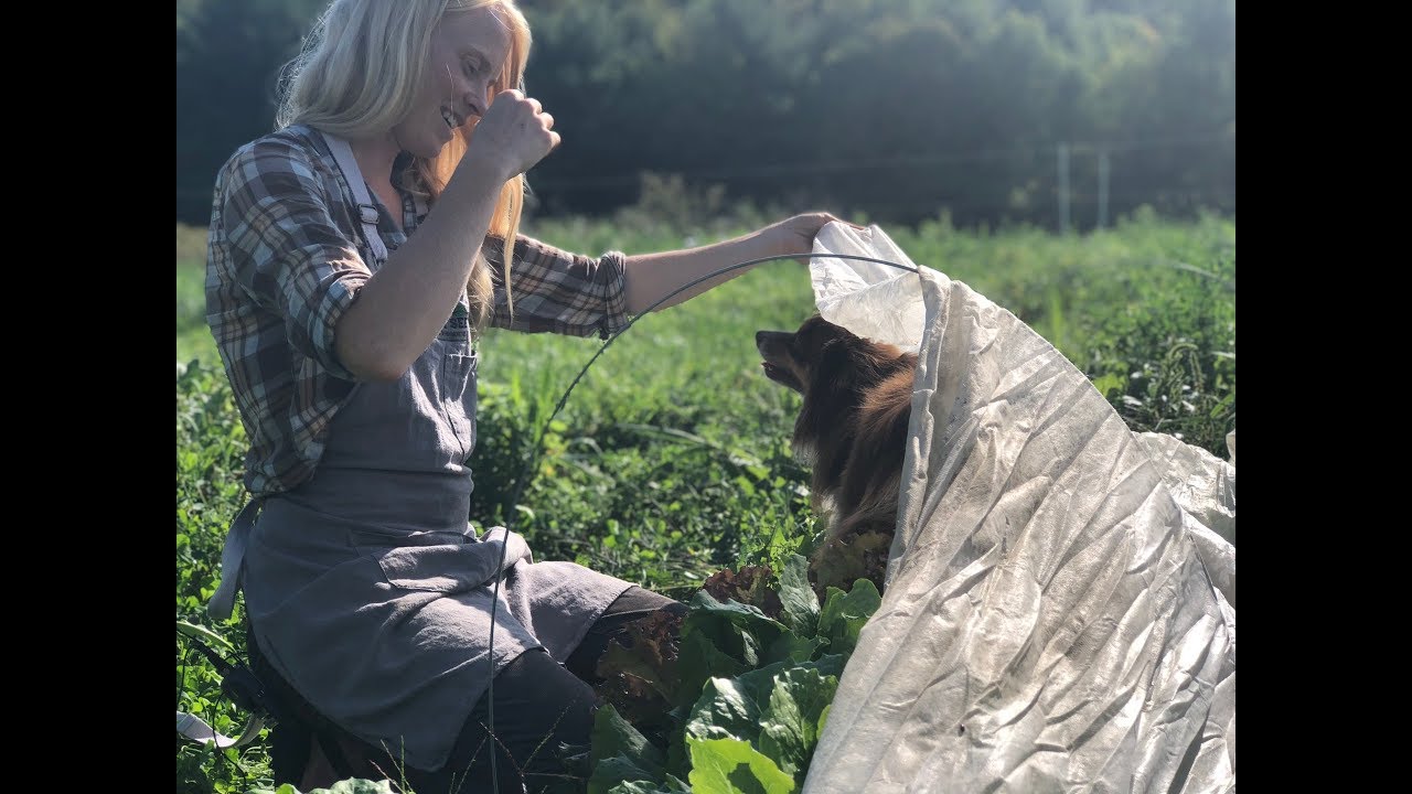 Spring Steel Hoops + Floating Row Cover = Easy Season Extension - YouTube