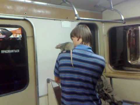 Guy with the rat in Moscow metro - YouTube