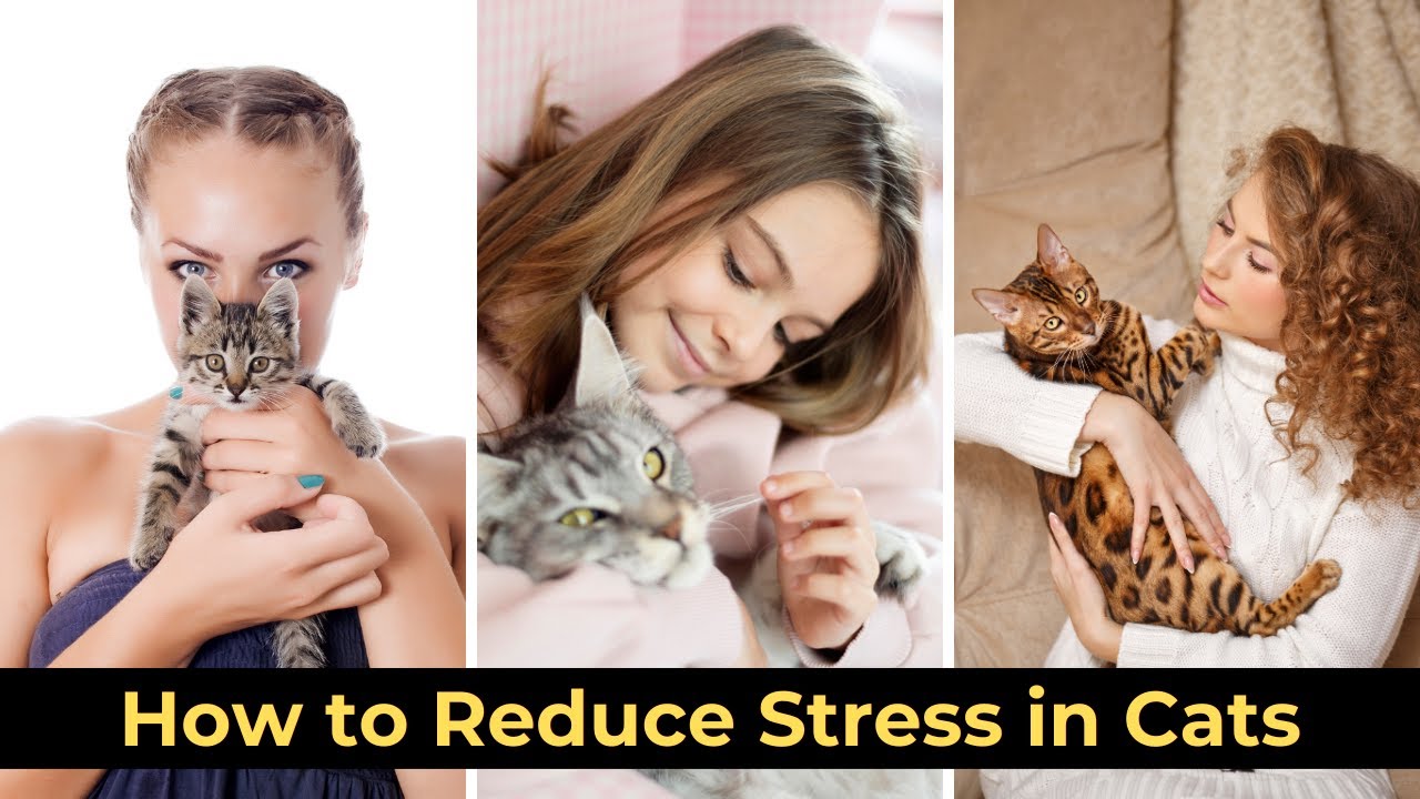 Unlocking the Secrets to a Stress-Free Cat: Effective Ways to Reduce ...