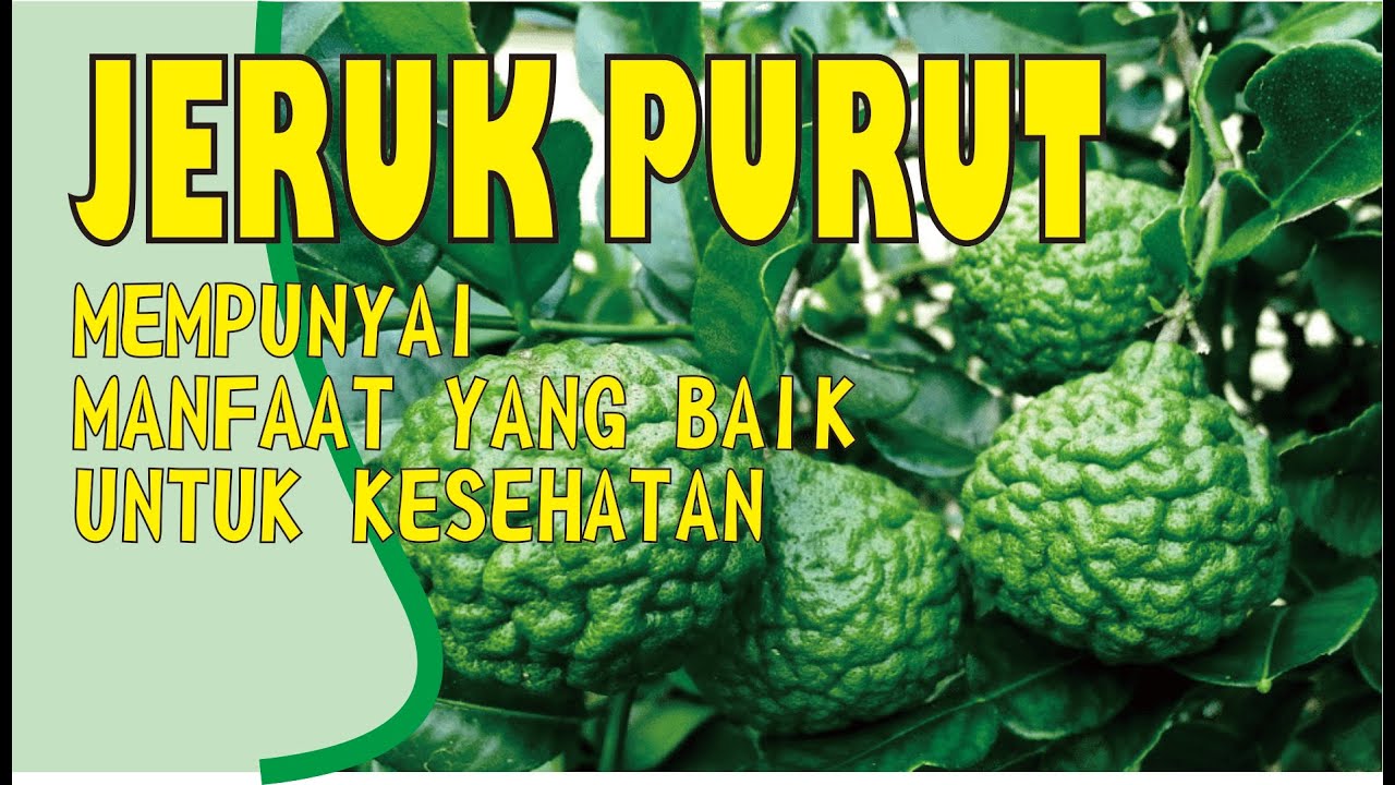 MANFAAT LUAR BIASA JERUK PURUT UNTUK KESEHATAN DAN CARA PENGOLAHANNYA ...