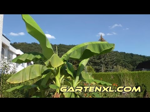 Banane pflegen im Kübel / Topf auf Terrasse / Balkon / Dachgarten - YouTube