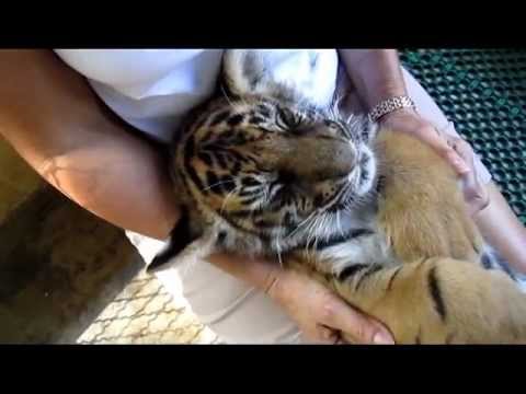 Petting Baby Tiger - YouTube