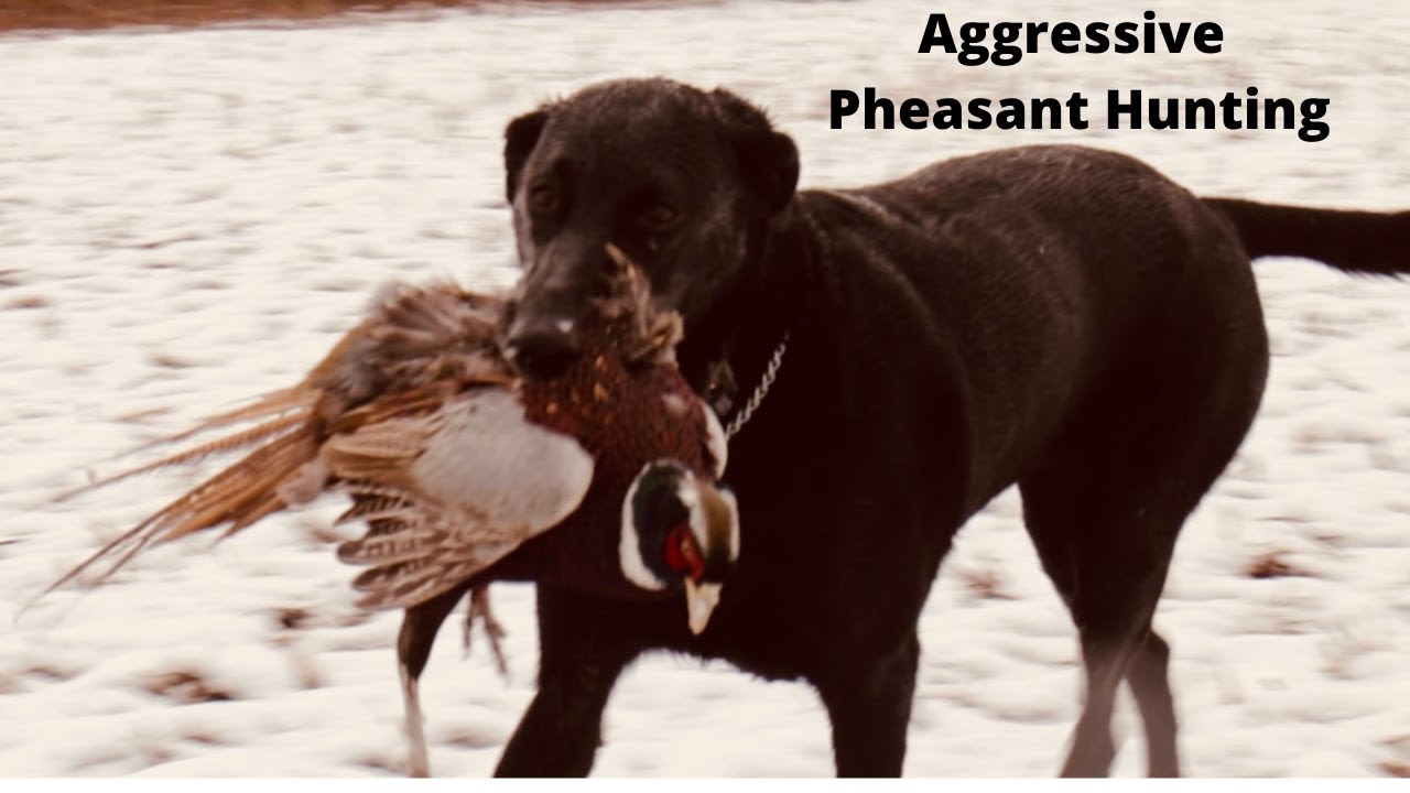 Aggressive Pheasant Hunting - YouTube