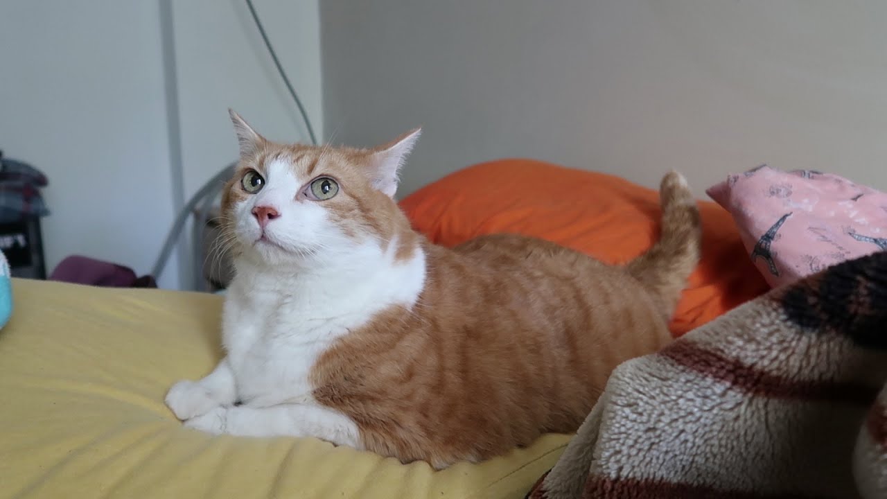 Get Up Now Morning Meows - YouTube