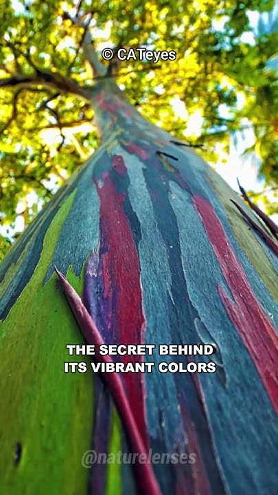 The Rainbow Tree - YouTube