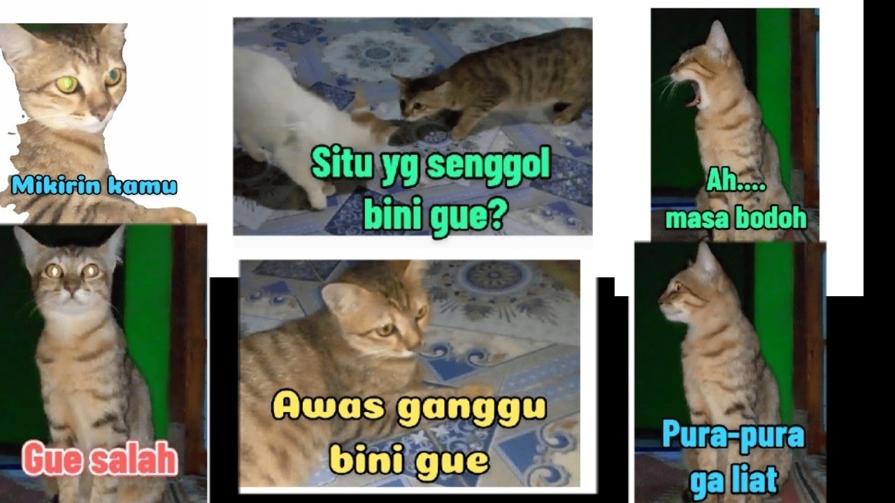 Stiker wa kucing lucu || Stiker whatsapp lucu - YouTube