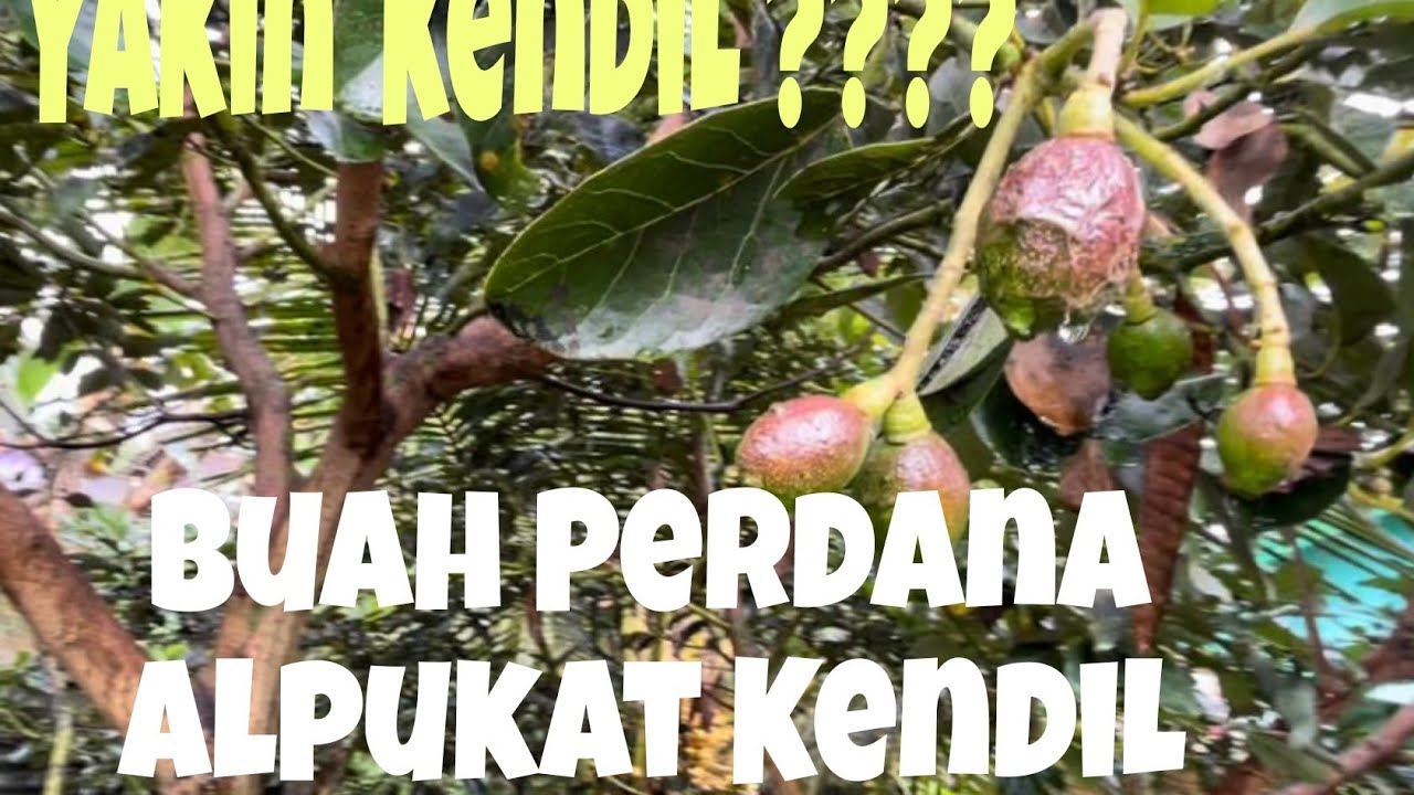 Cek buah Perdana Alpukat Kendil / Hawai / Markus di Mini FARM - YouTube