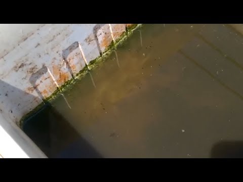 Producción De Infusorios Y Mostramos Un Cultivo Ya Hecho - YouTube