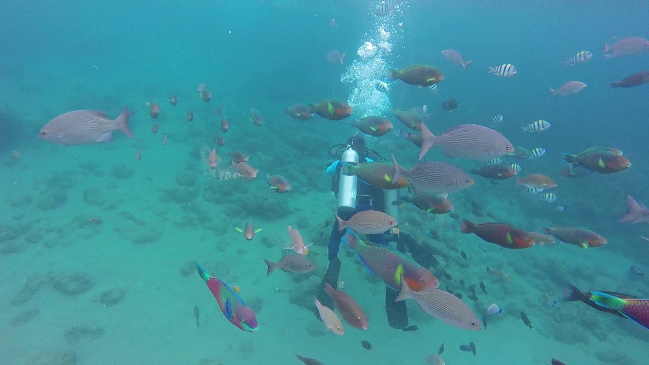 Binukbok View Point, Batangas, Nov - 16 - Scuda divers! - YouTube
