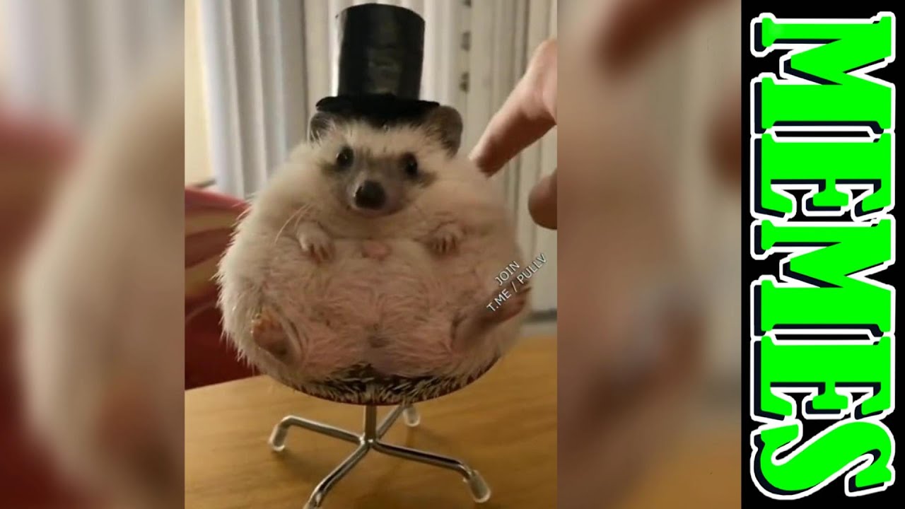 RANDOM MEMES COMPILATION #28 - YouTube