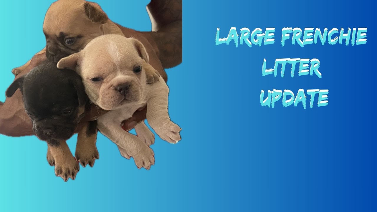 Large Frenchie Litter Update/Customer Review#multicolor #largerlitter ...