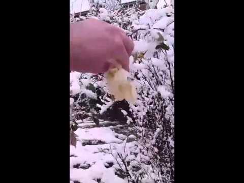 3 февраля 2016 г.