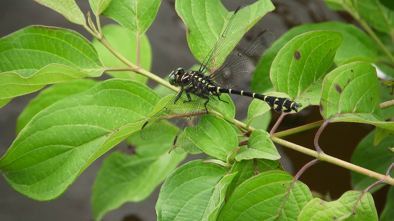 Zebra Clubtail - YouTube