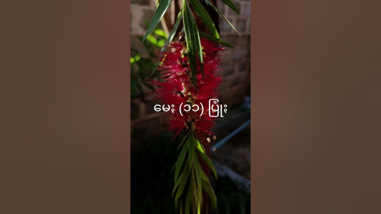 ဗွေႏဗွန်တန်ကောဝိဒ သီႏသဲင်ႏ Youtube