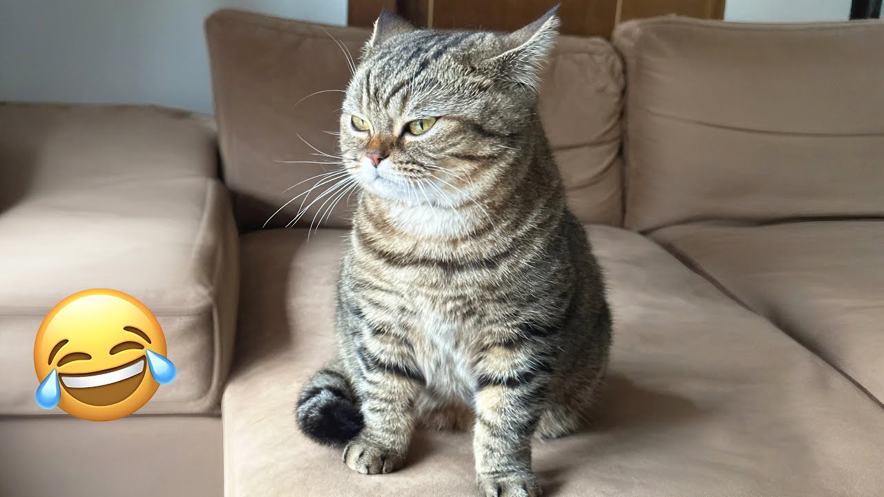 10 Fun Facts About Cats! P1 - YouTube