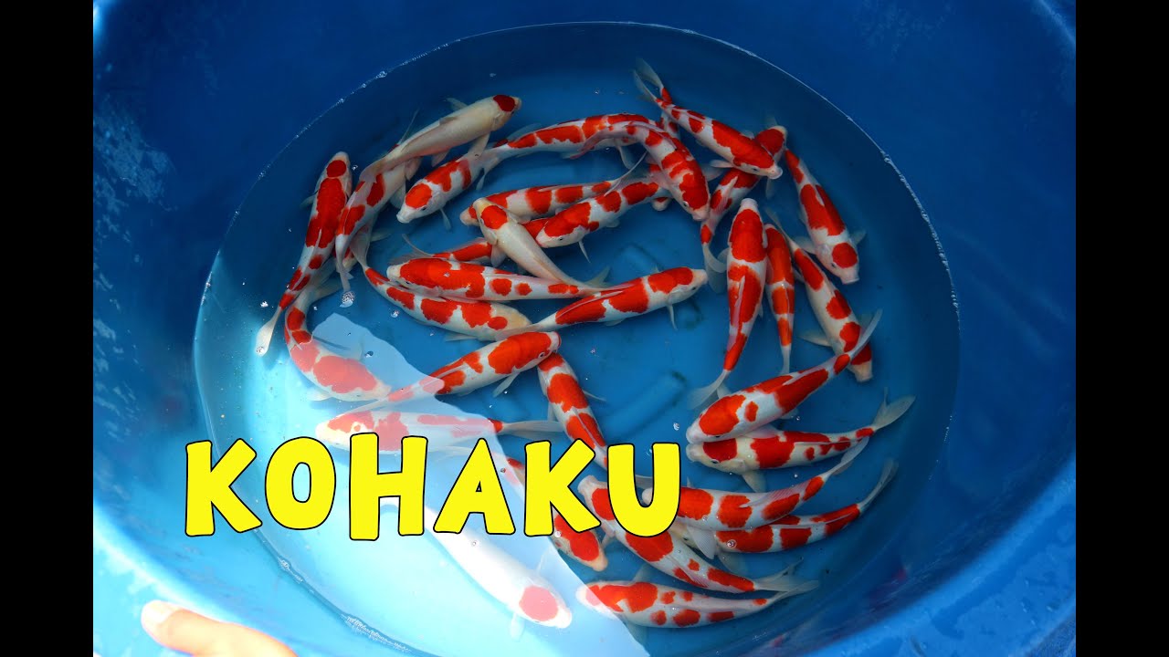 PAKET KOHAKU BAKAT JUMBO READY !!! | Dua Putri Koi | 30-09-2024 - YouTube