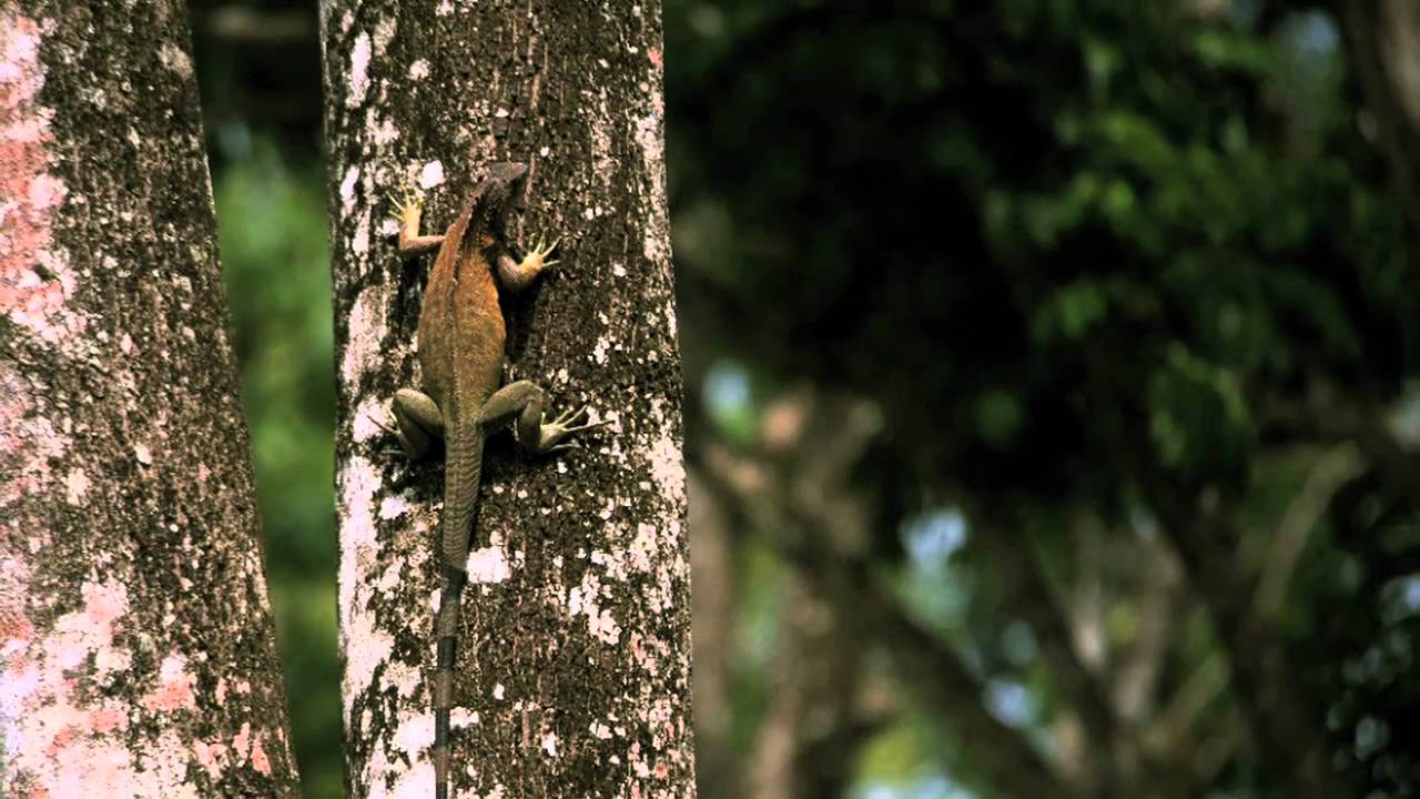 Kekoldi Indigenous Reserve - YouTube