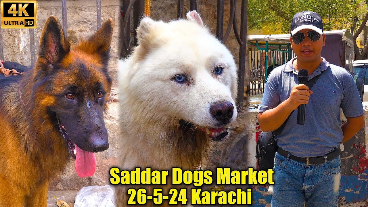 Saddar Dogs Market Karachi 26-5-24 Karachi | German Shepherd Husky Dogs ...