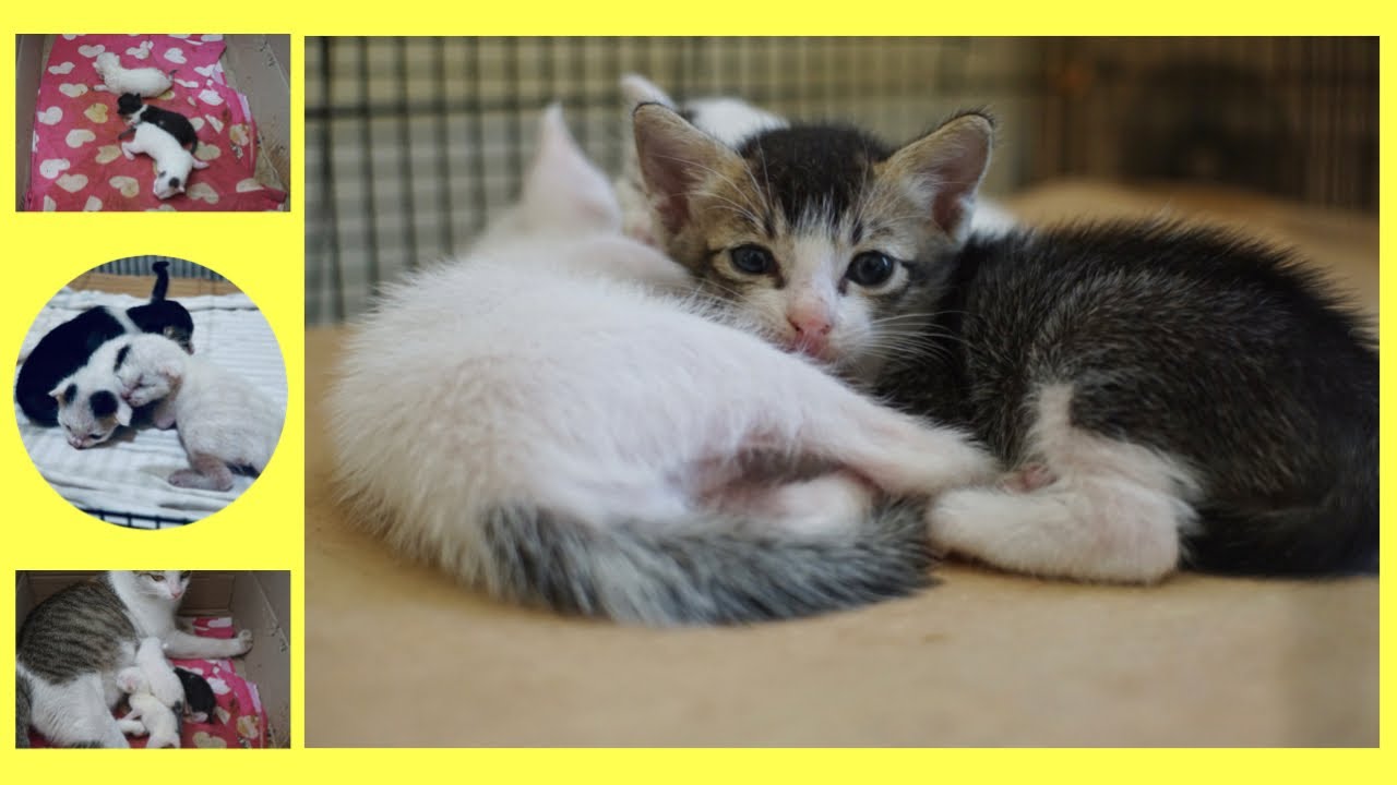 Transformasi Anak Kucing 0 Hari Sampai 6 Bulan - YouTube