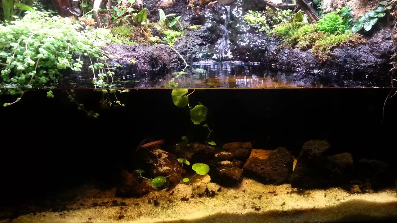 Betta coccina - first day in the paludarium - YouTube