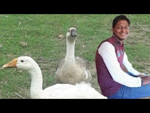 Raj ducks can be seen in the village. - YouTube