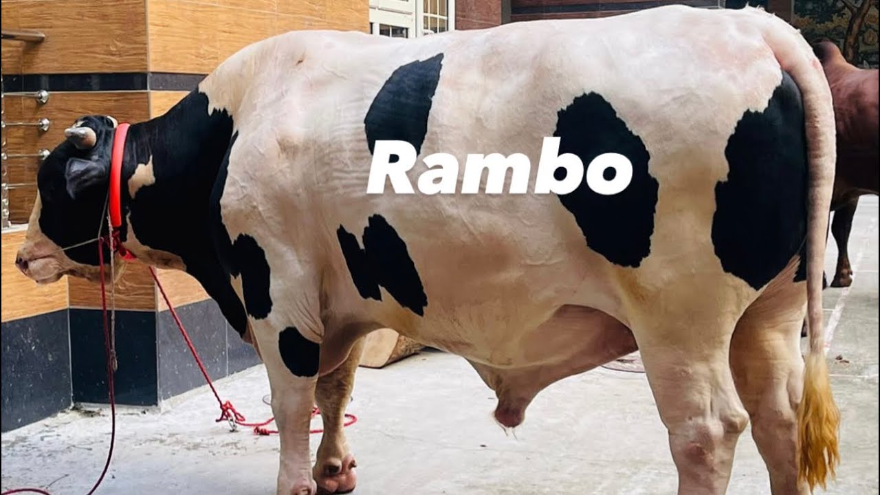 “RAMBO” | My 2022 Qurbani Cow | From Apple Agro | Giant Beautiful ...