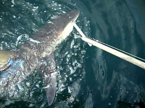 Dehooking a Shark - YouTube