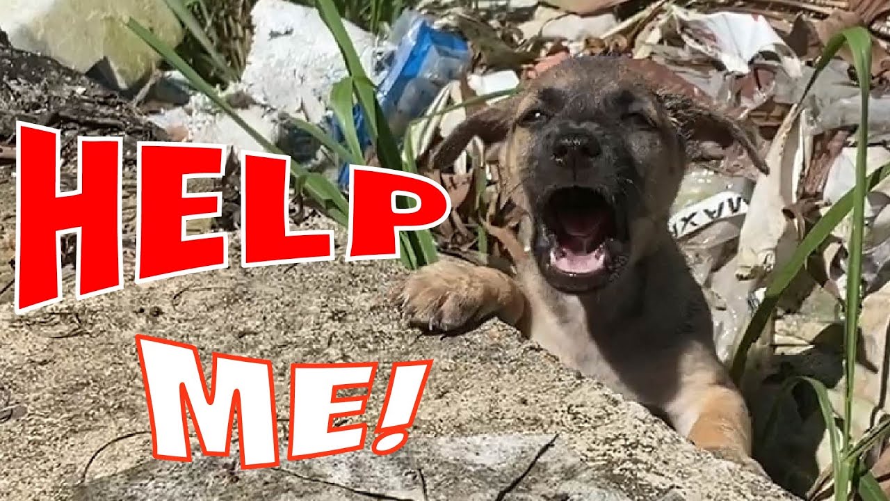 Rescue stray dog on an empty road, the poor dog screams for help ...