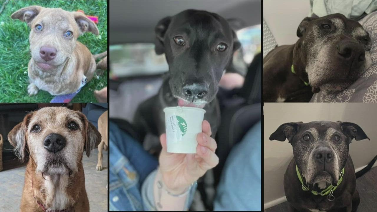 Local dog shelters asking for help - YouTube