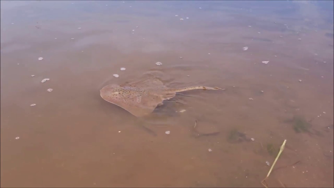 Creepy Tide Pool Giant fish ?? Creatures ! - YouTube