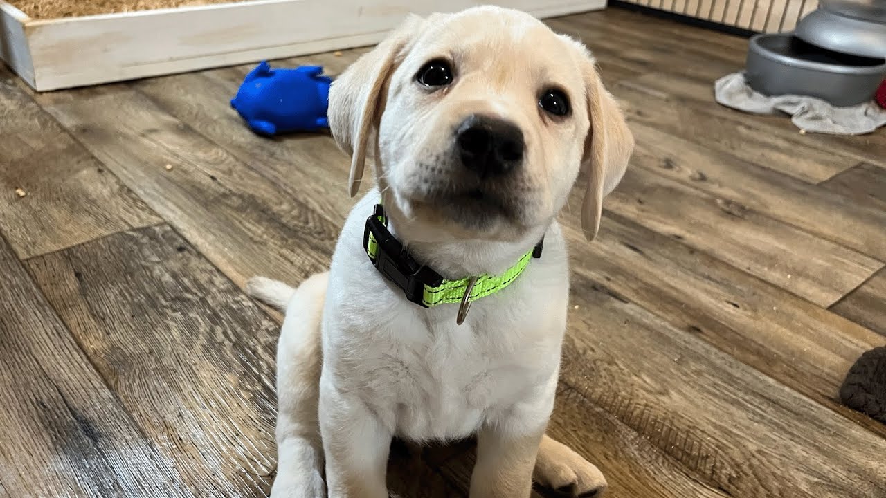 Cute Labrador Puppy DASHER takes his Temperament Test #labrador #puppy ...