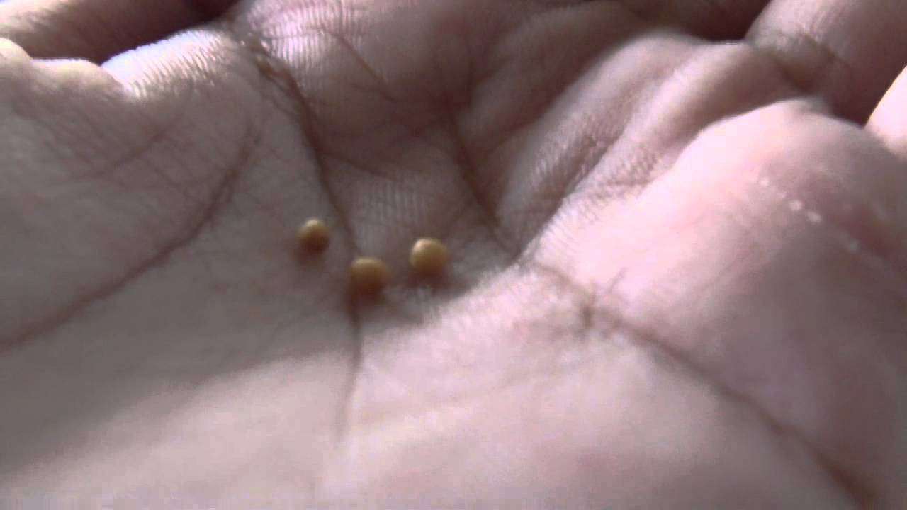 MUSTARD SEED FROM HOLY LAND - YouTube
