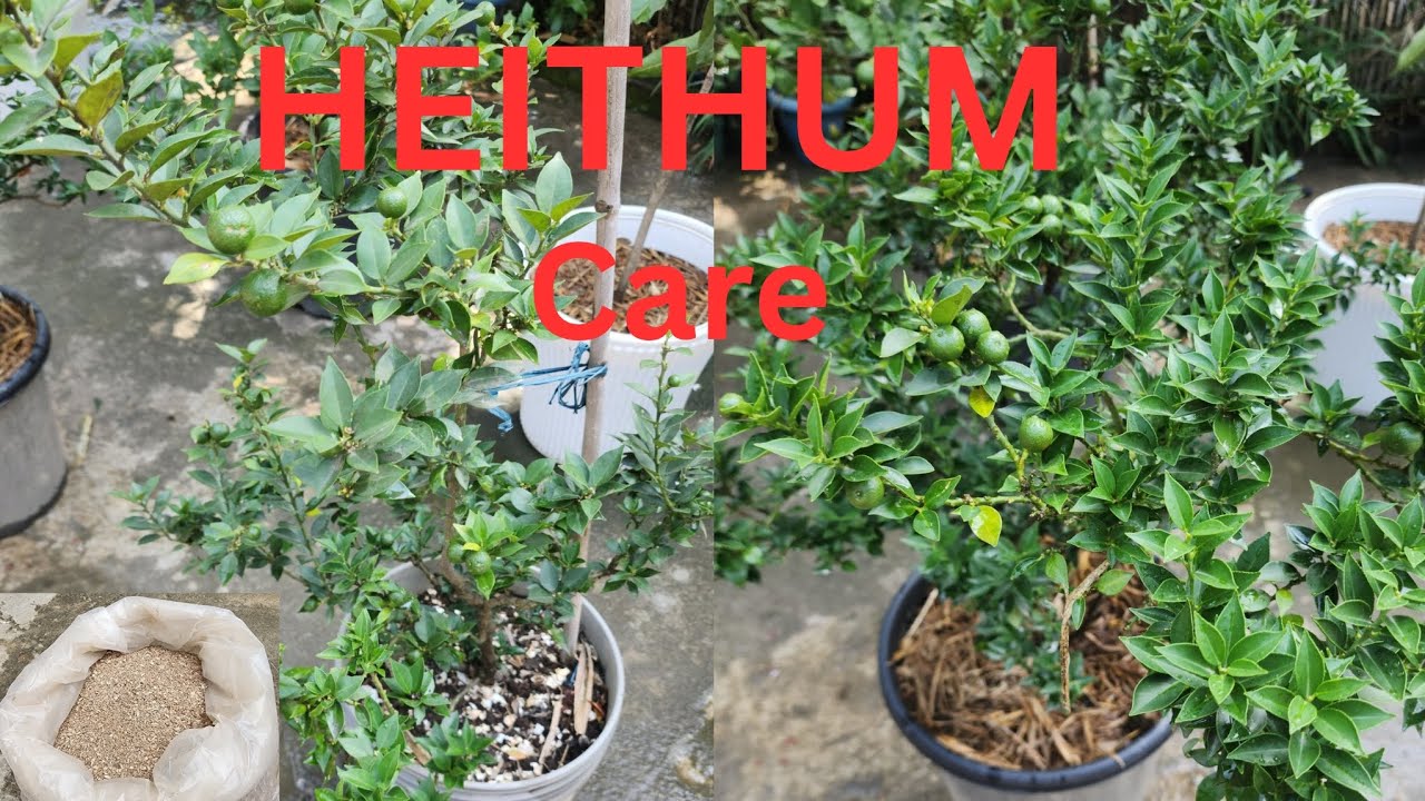 Heithum Panbi healthy oina leinaba Mahei fajana Pannaba gi Matang # ...