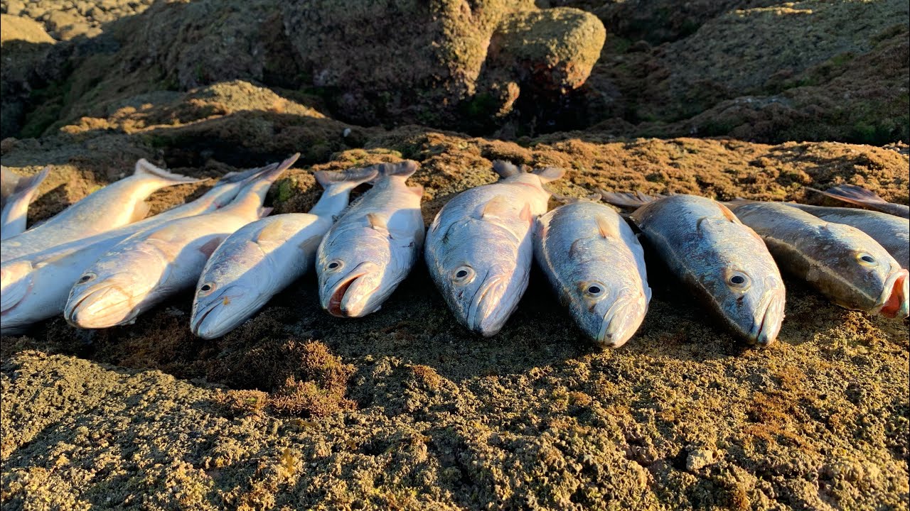 PESCA DE LOCURA!! // Cardumen de corvinas 🎣🐟🔥 - YouTube