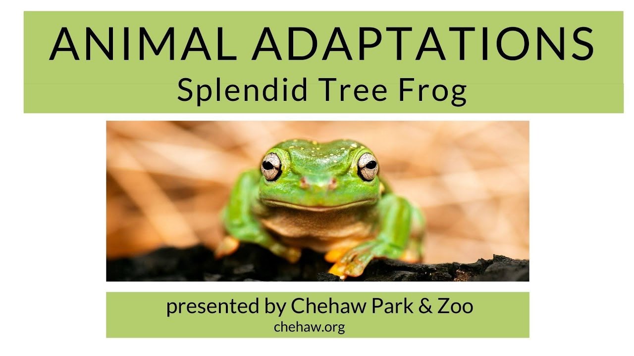 Animal Adaptations: Splendid Tree Frog - YouTube