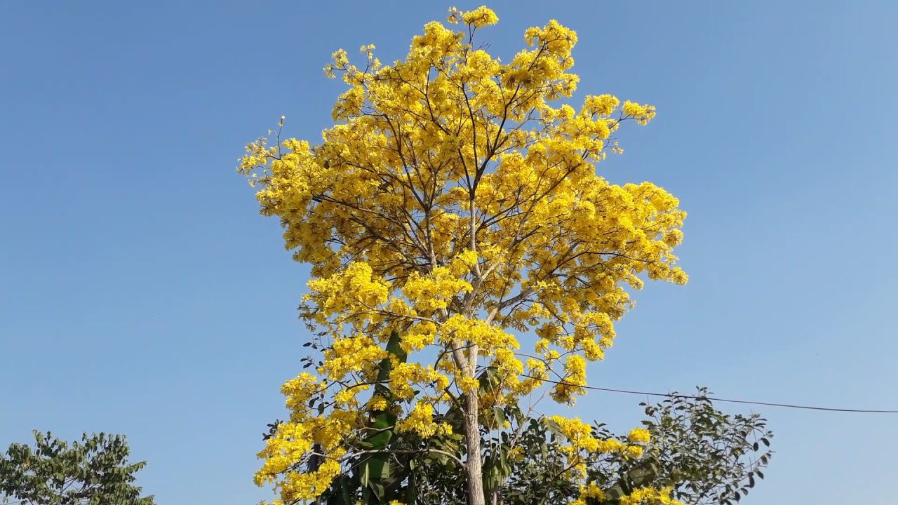 FLORECIENDO EL ARBOL DE TAHUARI O GUAYACAN - YouTube