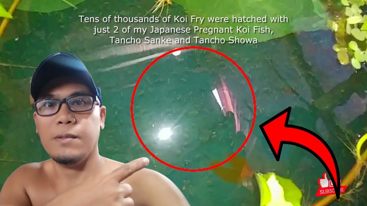 Tens of Thousands of Baby Koi Fish (Koi Fry) Were Hatched Through ...